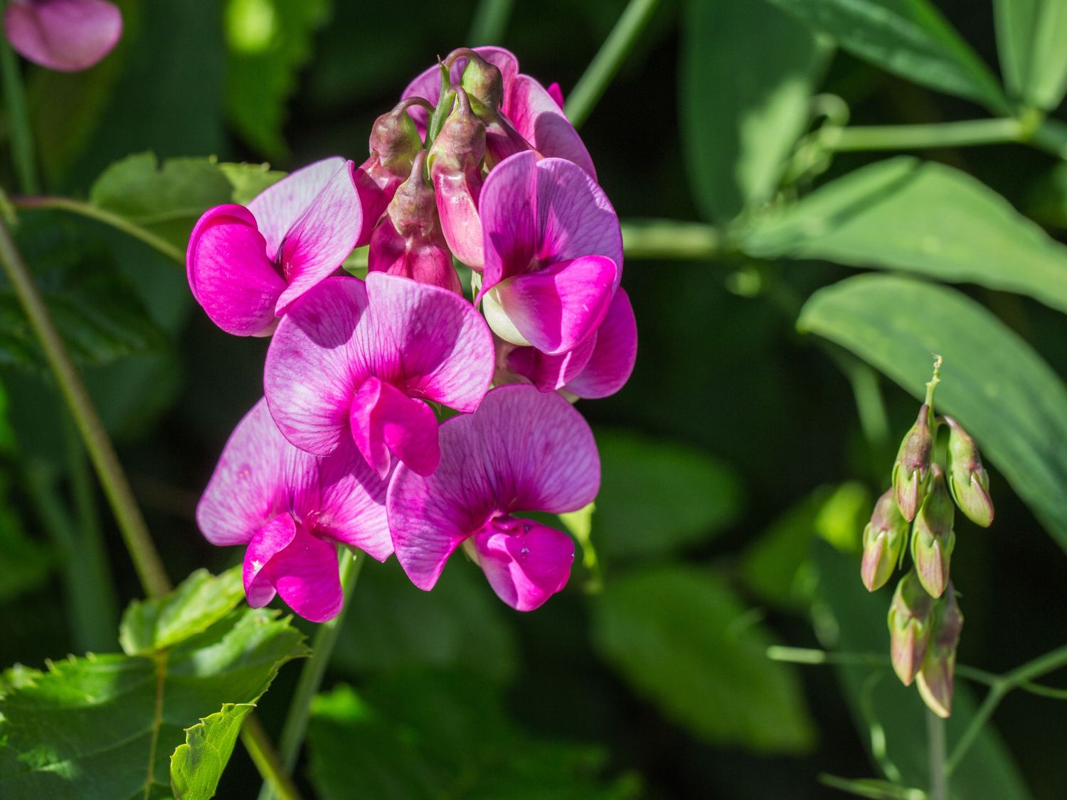 Breitblättrige Platterbse - Lathyrus latifolius - Baumschule Horstmann
