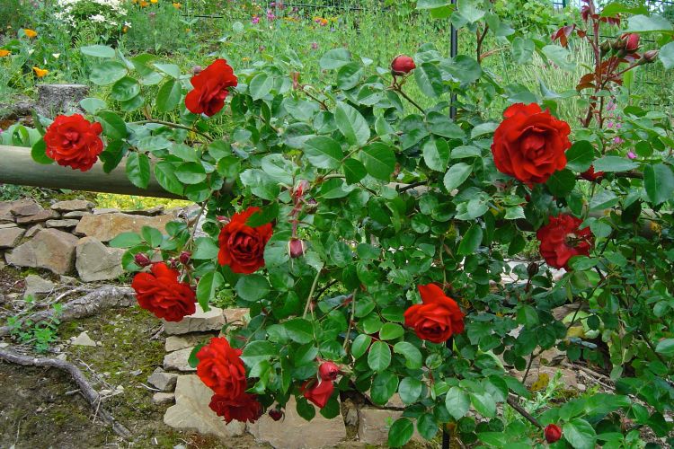 Kletterrose 'Amadeus' ® - Finde Deine neue Rose + Online Ratgeber