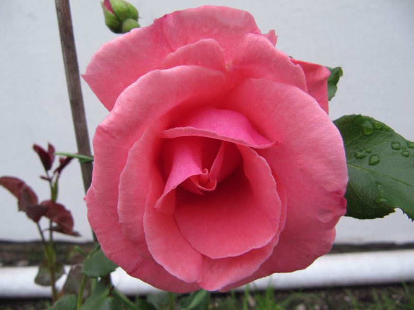 Kletterrose 'Laguna' ® - Finde Deine neue Rose + Online Ratgeber