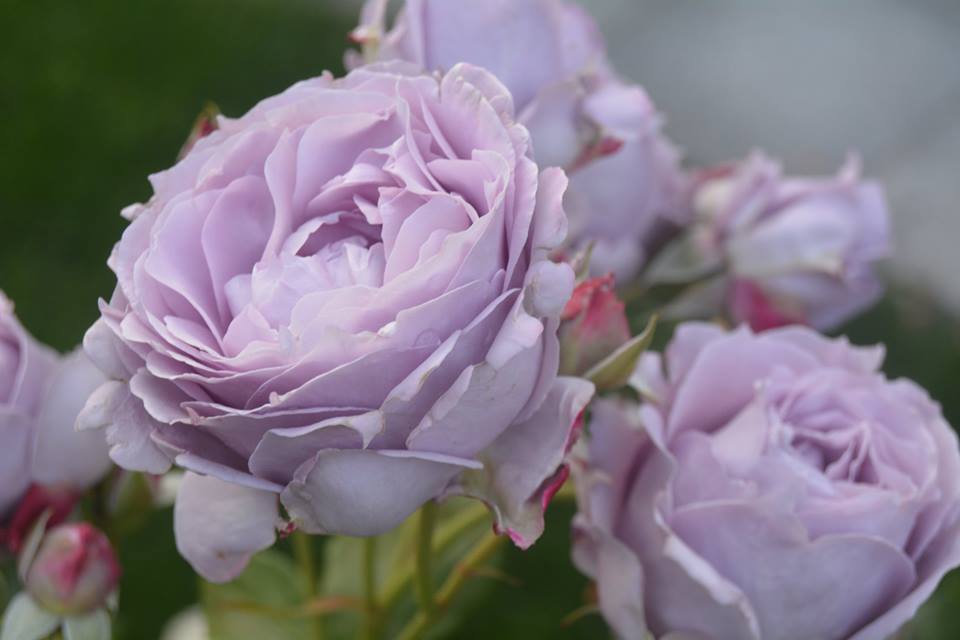 Beetrose 'Novalis' ® - Schönstes Rosen-Sortiment & Expertenwissen