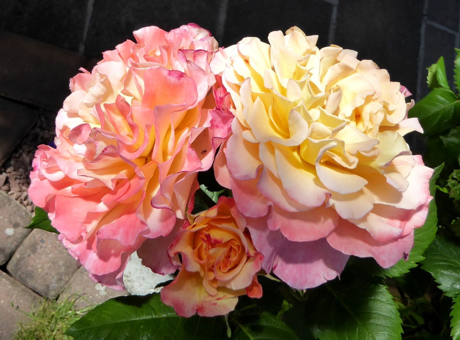 Edelrose 'Aquarell' ® - Alles erfahren über Blüte, Duft & Co.