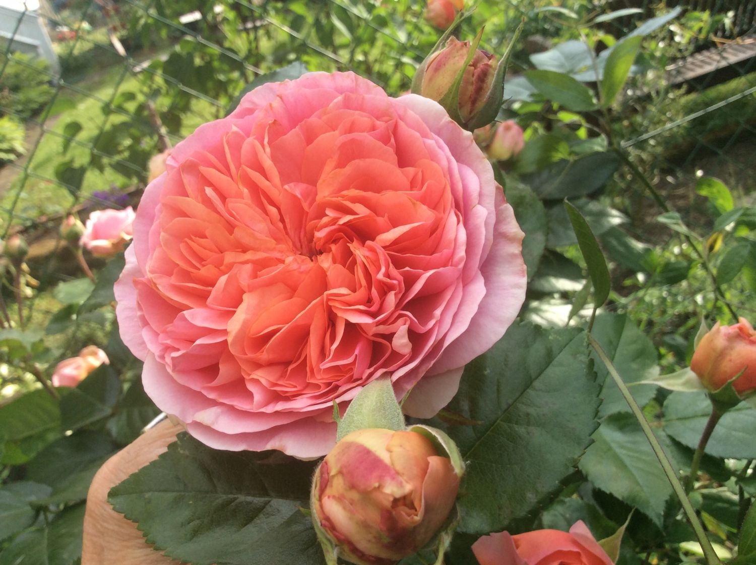Edelrose 'Chippendale' ® - Finde Deine neue Rose + Online Ratgeber