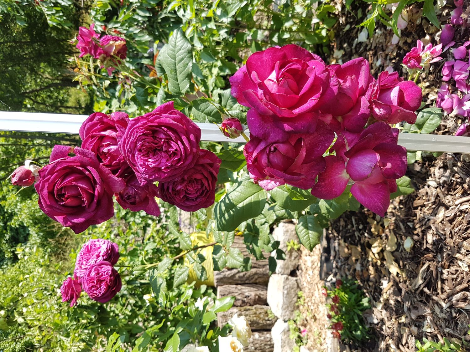 Rose Johann Wolfgang Von Goethe