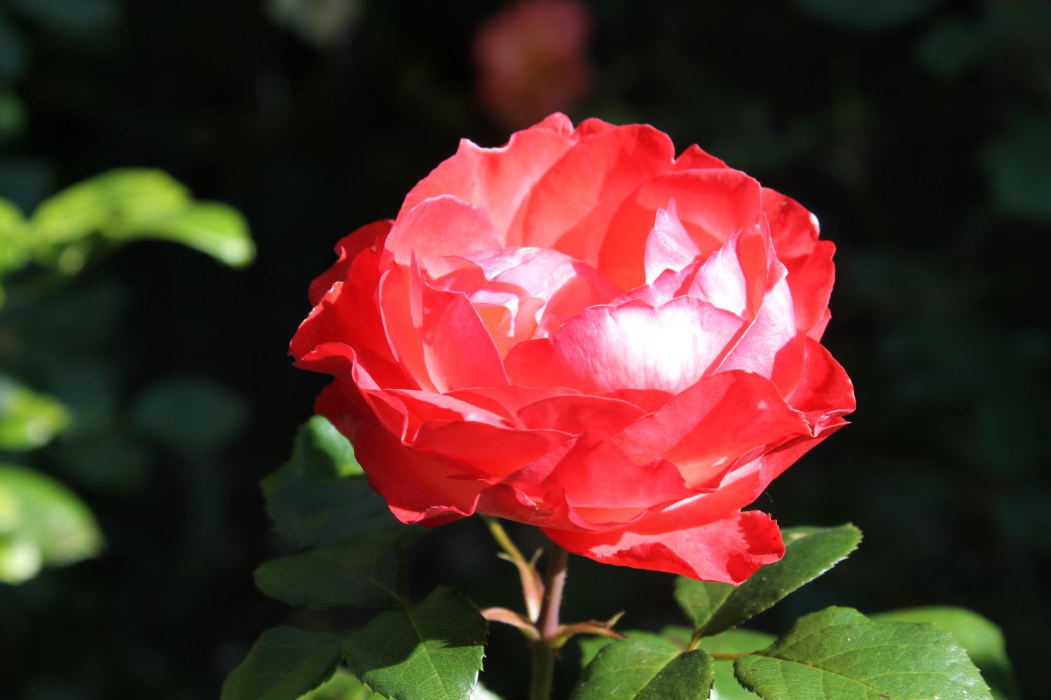 Edelrose 'Nostalgie' ® - Finde Deine neue Rose + Online Ratgeber
