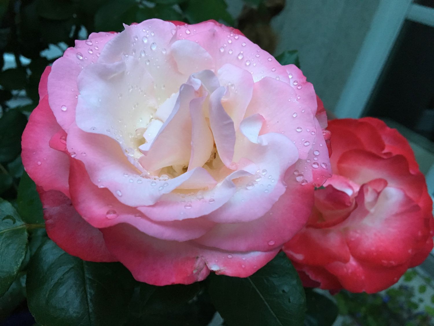 Edelrose 'Nostalgie' ® - Finde Deine neue Rose + Online Ratgeber