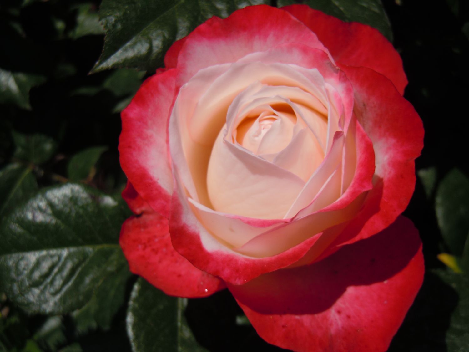 Edelrose 'Nostalgie' ® - Finde Deine neue Rose + Online Ratgeber