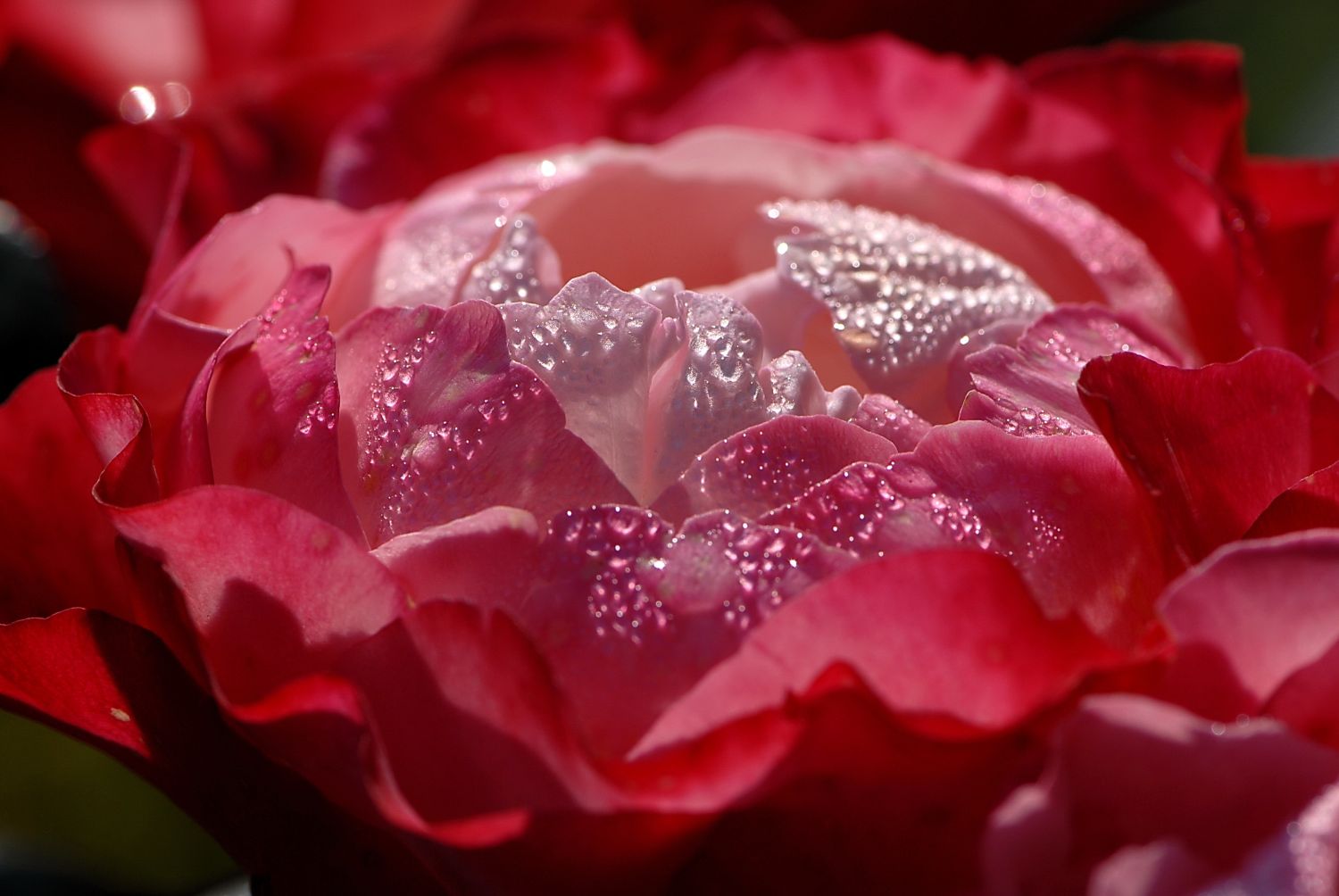 Edelrose 'Nostalgie' ® - Finde Deine neue Rose + Online Ratgeber