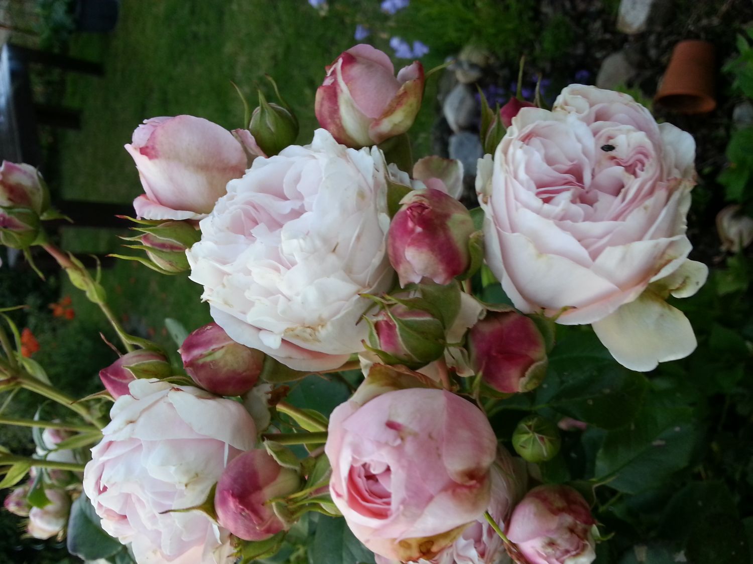 Kletterrose 'Giardina' ® - Finde Deine neue Rose + Online Ratgeber