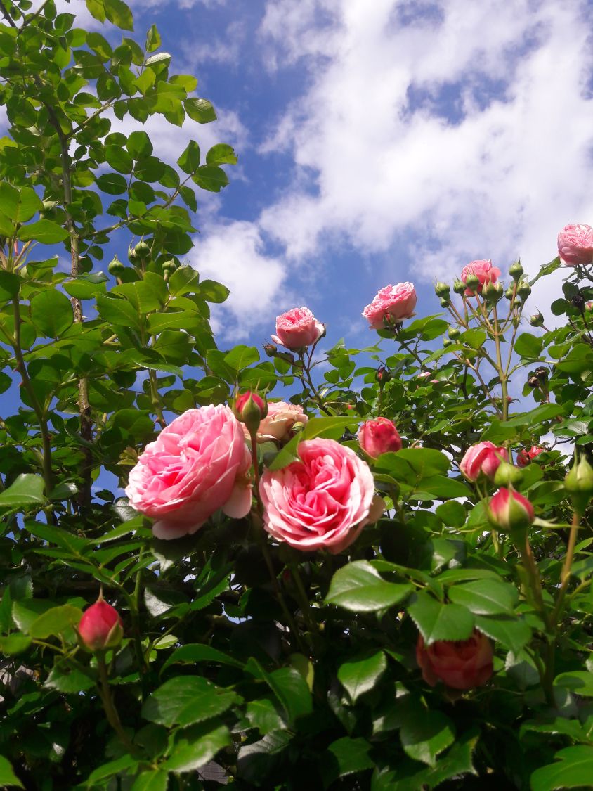 Kletterrose 'Giardina' ® - Finde Deine neue Rose + Online Ratgeber