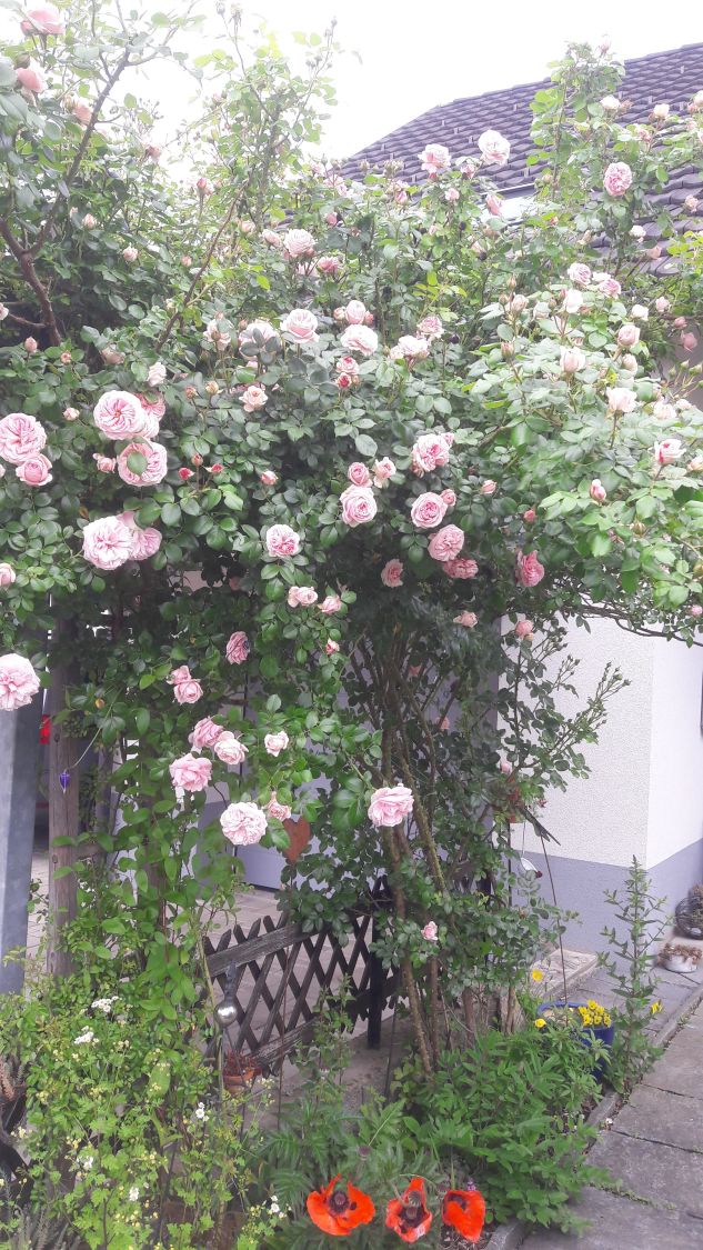 Kletterrose 'Giardina' ® - Finde Deine neue Rose + Online Ratgeber