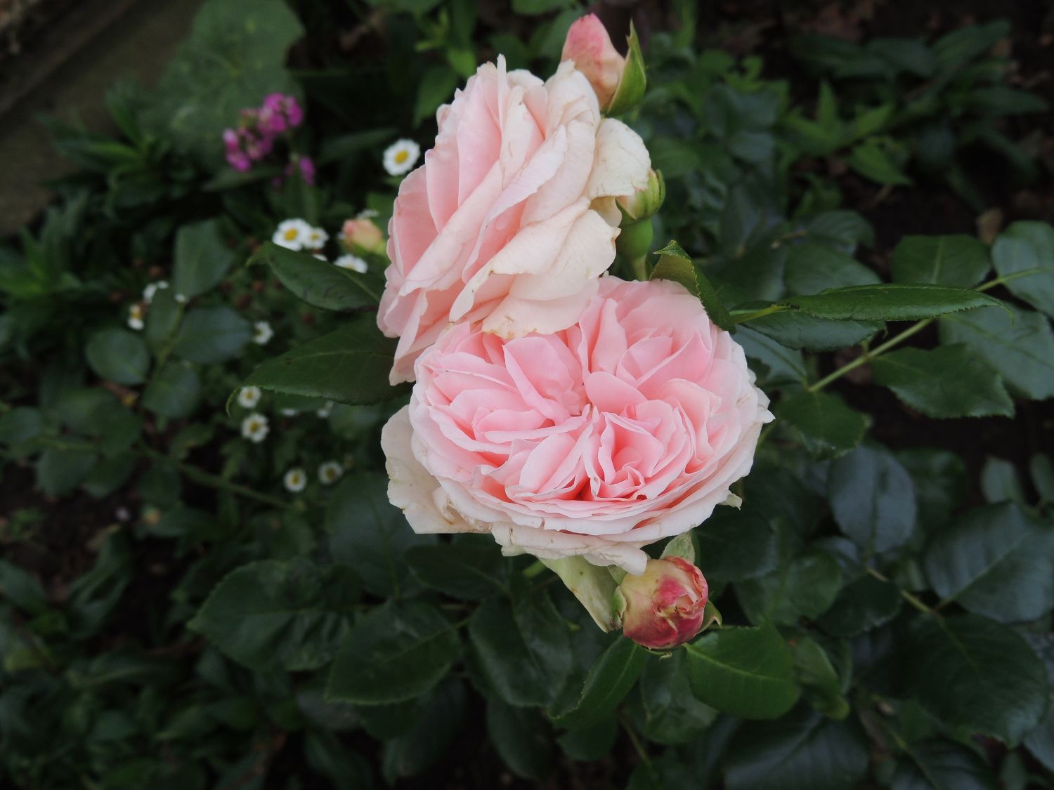 Kletterrose 'Giardina' ® - Finde Deine neue Rose + Online Ratgeber