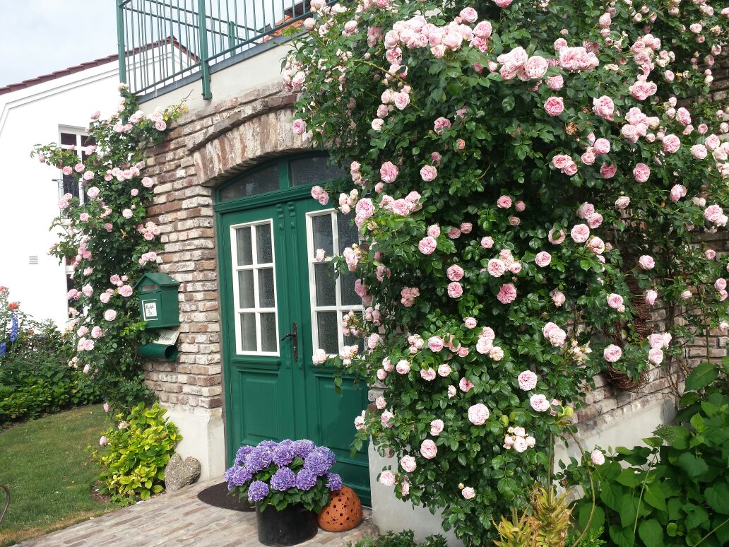 Kletterrose 'Giardina' ® - Finde Deine neue Rose + Online Ratgeber