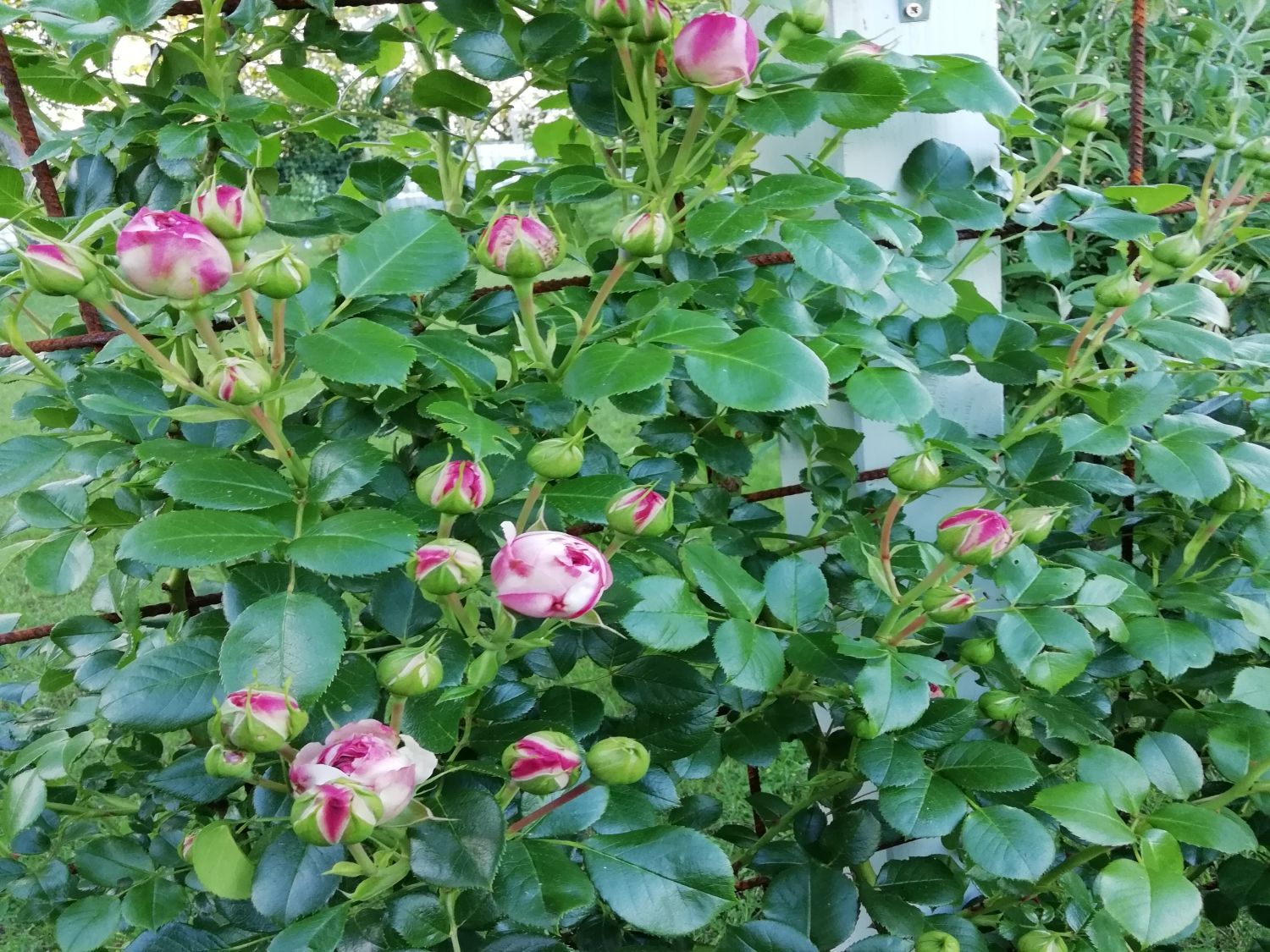 Kletterrose 'Giardina' ® - Finde Deine neue Rose + Online Ratgeber