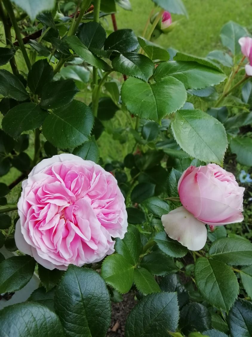 Kletterrose 'Giardina' ® - Finde Deine neue Rose + Online Ratgeber