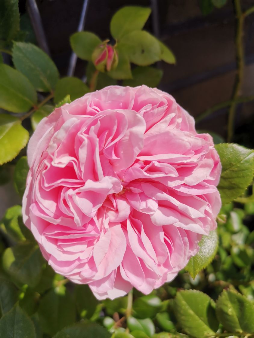 Kletterrose 'Giardina' ® - Finde Deine neue Rose + Online Ratgeber