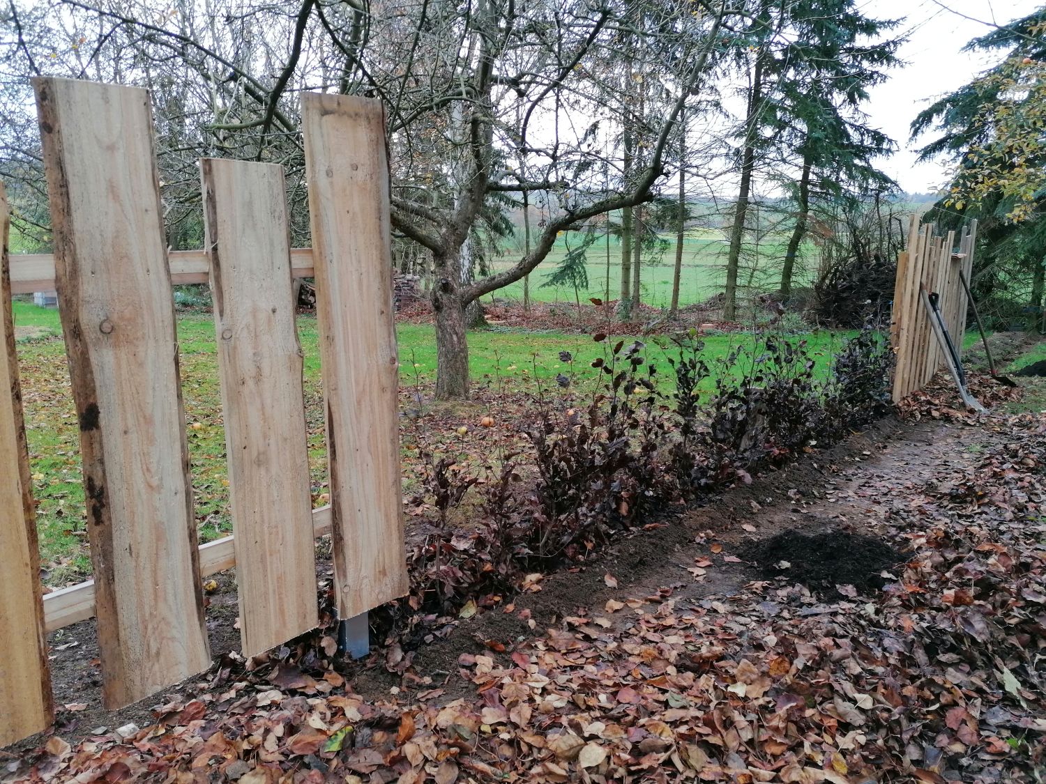 Rotbuche - Fagus sylvatica - Baumschule Horstmann