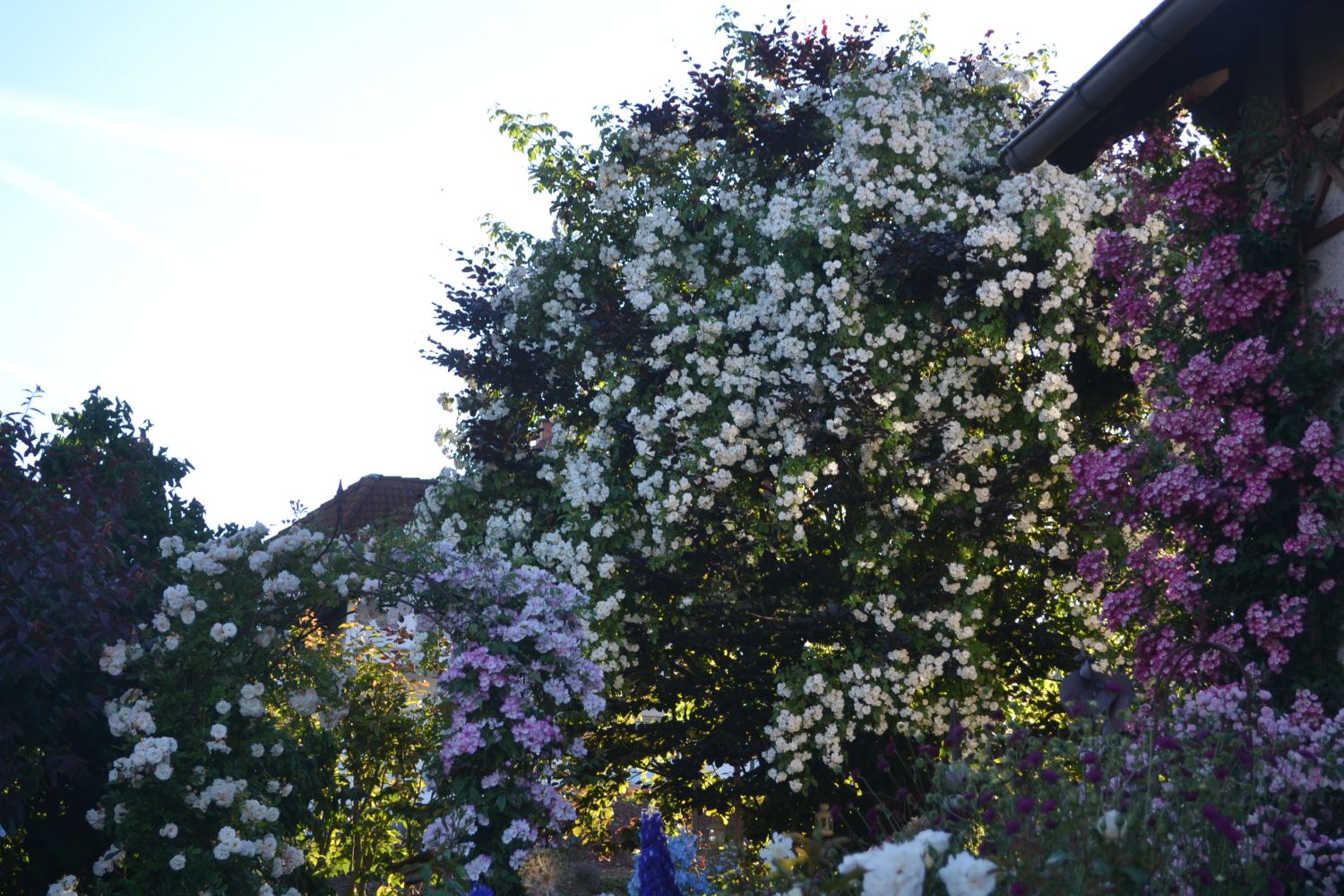 Strauchrose 'Mozart' - Schönstes Rosen-Sortiment & Expertenwissen