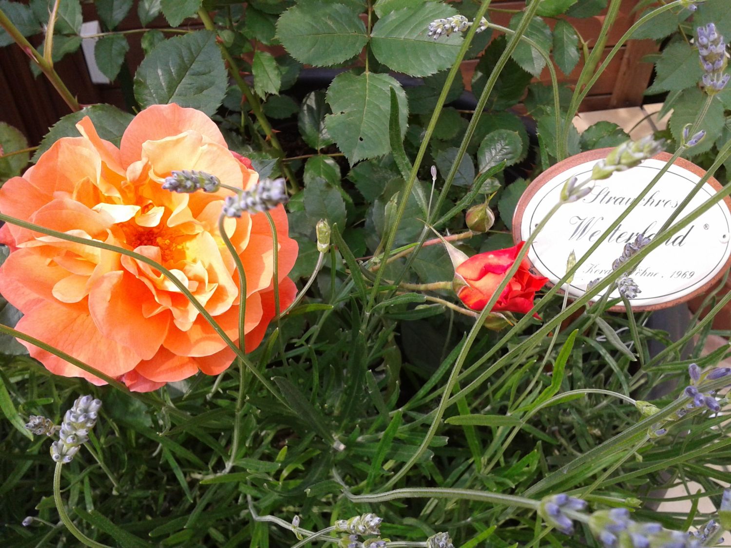 Strauchrose 'Westerland' ® - Schönste Rosen & Expertenwissen