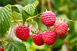 Beerenobst - Baumschule Horstmann