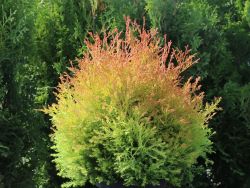 Abendländischer Lebensbaum 'Fire Chief' - Thuja occidentalis 'Fire ...