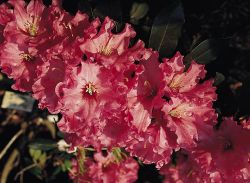 Rhododendron 'Isabel Pierce' - Rhododendron Hybride 'Isabel Pierce ...