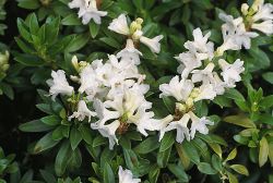 Rhododendron 'Album' - Rhododendron intermedium 'Album' - Baumschule ...