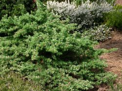 Blaue Zwerglärche 'Blue Dwarf' - Larix kaempferi 'Blue Dwarf ...