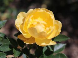 Bodendeckerrose 'Amber Cover' - Expertenwissen zu dieser Rose