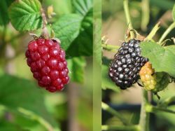 Brombeer-Duo am Spalier 'Tayberry' / 'Thornfree' - Rubus fruticosa ...