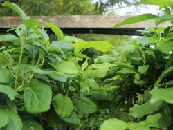 Chinesischer Baumwürger 'Diana' - Celastrus orbiculatus 'Diana ...