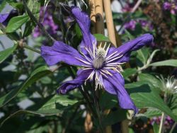 Clematis 'New Hendersonii' - Clematis 'New Hendersonii' - Baumschule ...