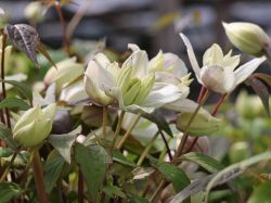 Clematis 'Primrose Star' - Clematis montana 'Primrose Star ...