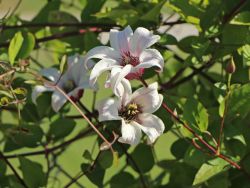 Clematis 'Princess Kate' - Clematis texensis 'Princess Kate ...
