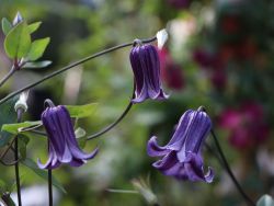 Clematis 'Rooguchi' - Clematis integrifolia 'Rooguchi' - Baumschule ...