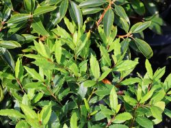 Echter Lorbeer 'LITTLE RAGU' ® - Laurus nobilis 'LITTLE RAGU ...