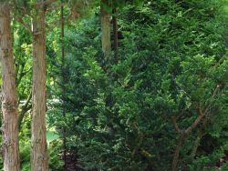 Eibe 'Amersfoort' - Taxus cuspidata 'Amersfoort' - Baumschule Horstmann