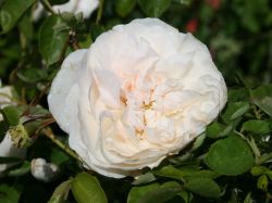 Englische Rose 'Fragrant Old White' ® - bestes Gärtnerwissen