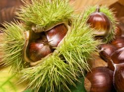 Esskastanie 'Ecker 1' - Castanea sativa 'Ecker 1' - Baumschule Horstmann