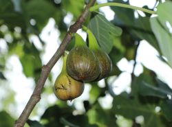 Feige 'Super Fruit' - Ficus carica 'Super Fruit' - Baumschule Horstmann