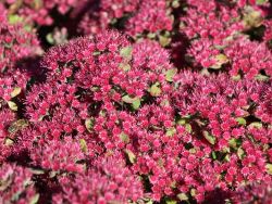 Felsen-Fettblatt 'Ruby Glow' - Expertenwissen zu dieser Staude