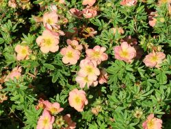 Fingerstrauch 'Bella Apple' - Potentilla fruticosa 'Bella Apple ...