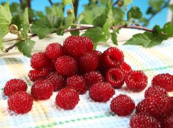 Himbeere 'Raspbeary' ® - Rubus idaeus 'Raspbeary' ® - Baumschule Horstmann