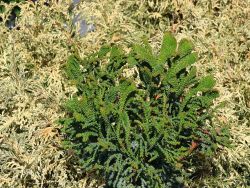 Hinoki-Scheinzypresse 'Brigitte' - Chamaecyparis obtusa 'Brigitte ...