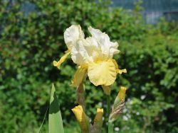 Hohe Bart-Iris 'Baroque Prelude' - Beste Sorten & Stauden-Wissen