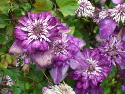 Clematis 'Cassis' - Clematis florida 'Cassis' - Baumschule Horstmann