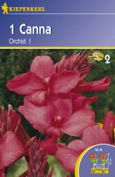 Canna 'Orchid' - Kiepenkerl ® - Baumschule Horstmann