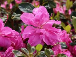 Japanische Azalee Bloom Champion (Fuchsia) - Rhododendron obtusum Bloom ...
