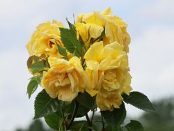 Kletterrose 'Dukat' ® - Deine neue Sorte & exklusives Rosen-Wissen