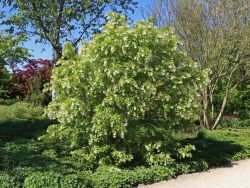Kolchische Pimpernuss - Staphylea colchica - Baumschule Horstmann