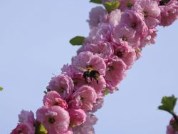 Mandelbäumchen / Mandelstrauch 'Rosenmund' - Prunus triloba 'Rosenmund ...